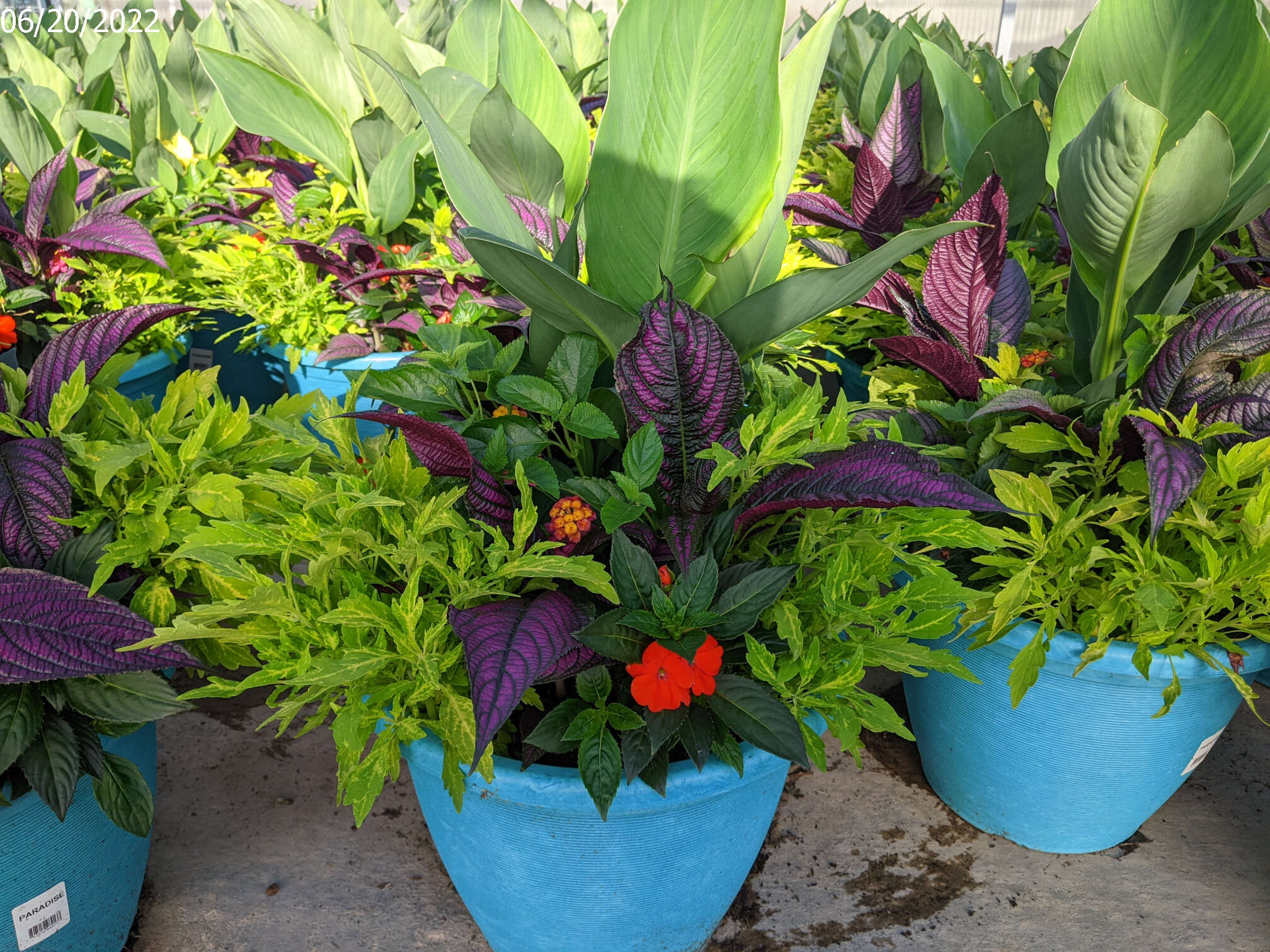 Combos - Neosho Gardens