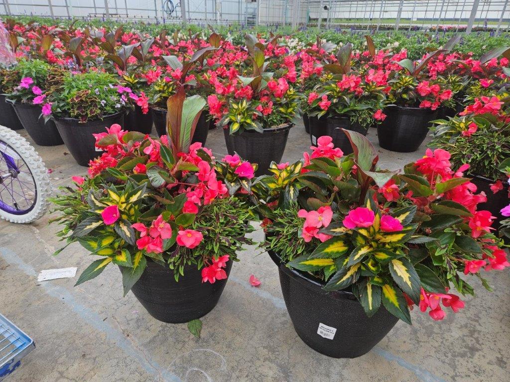 Combos - Neosho Gardens