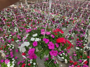 Combos - Neosho Gardens